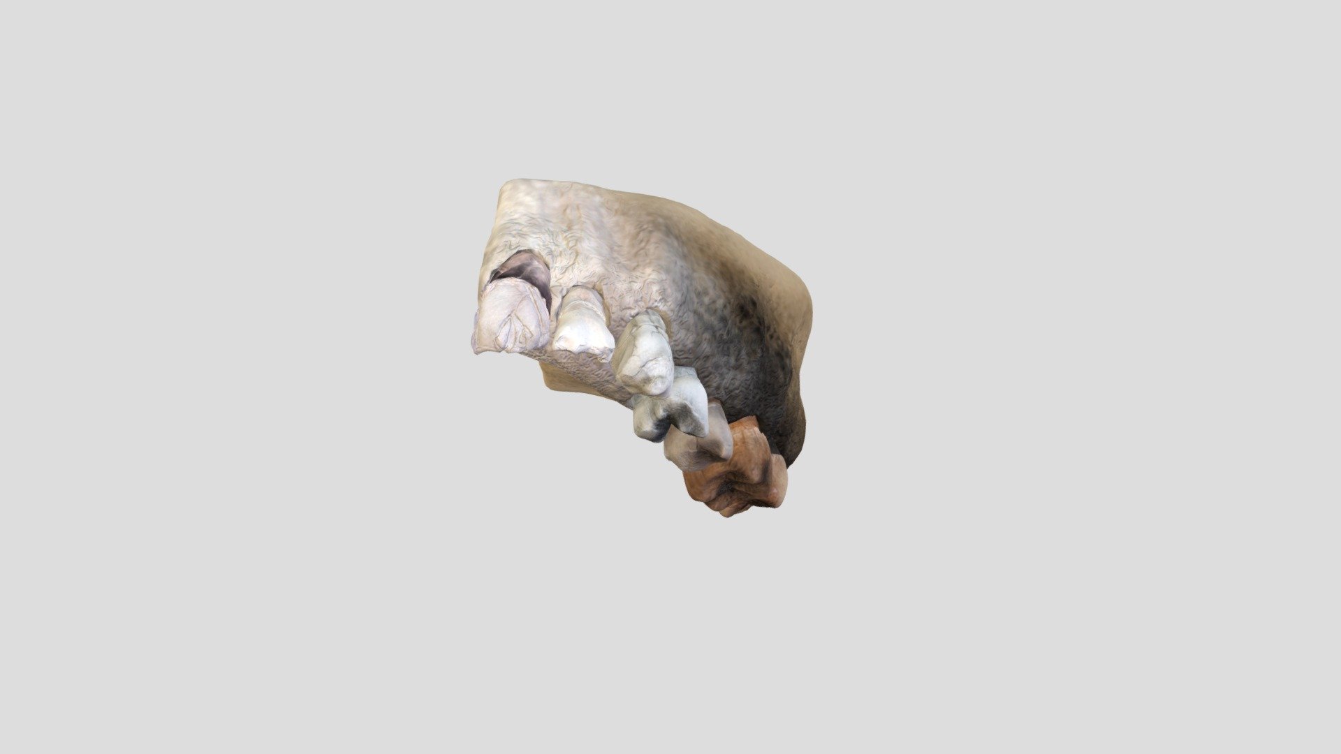 Unrestored Burnt Teeth - 3D model by University of Dundee, CAHID ...