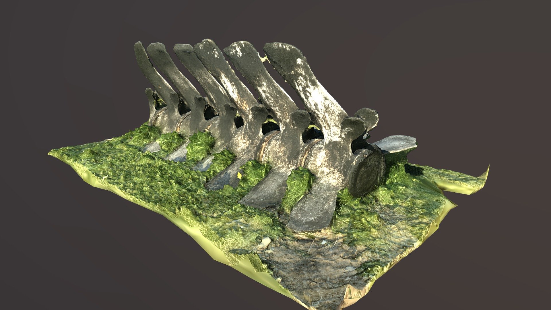 Whalebone - 3D model by netflugur [dc87987] - Sketchfab