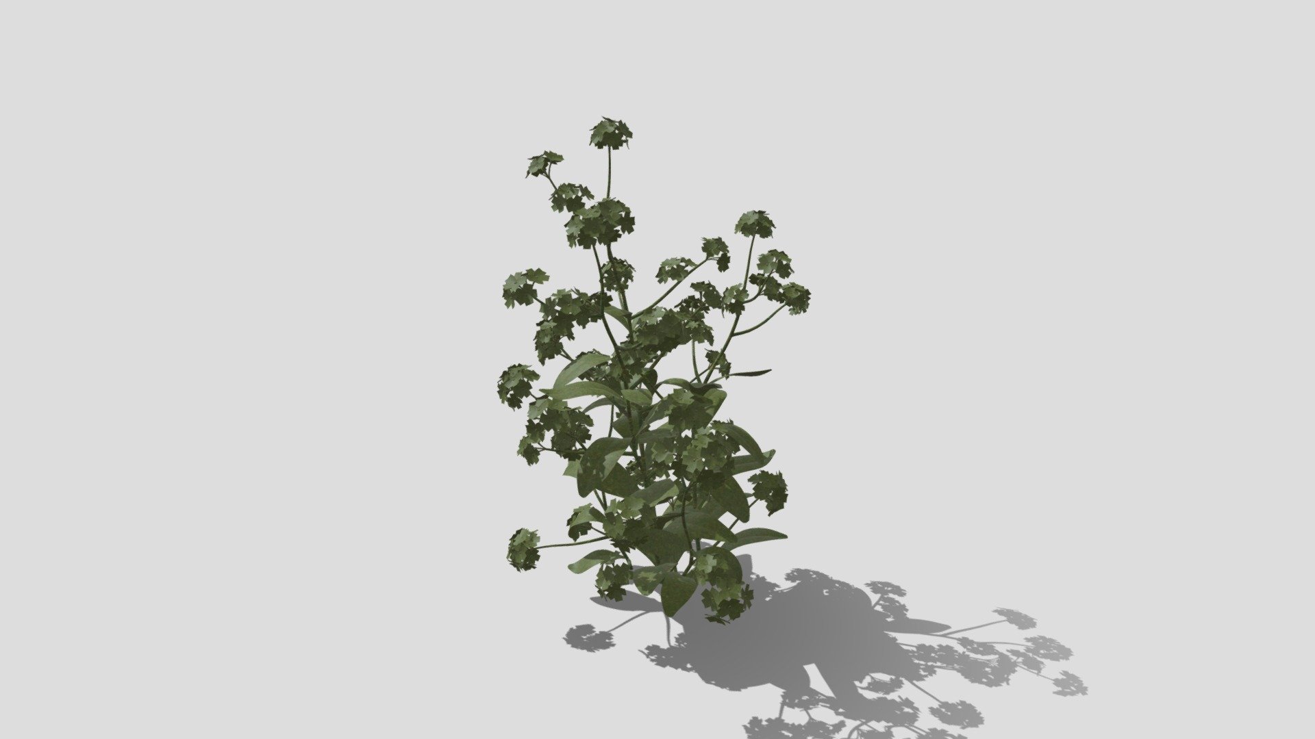 Plant - 3D model by JalenZY (@2843209553) [dc8a271] - Sketchfab