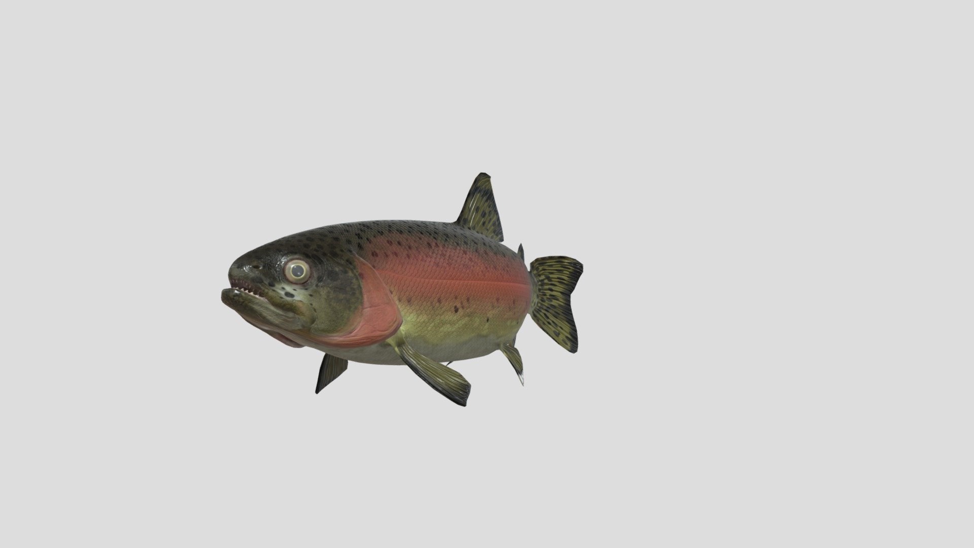 Golden Trout Animation 3b C4D - 3D model by ucdavisterc [dc8eb3a ...