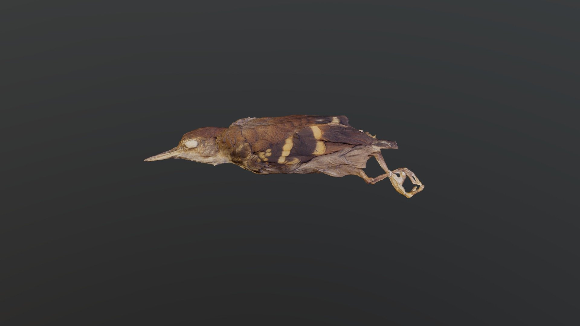 Dusky Antbird - Cercomacra tyrannina - Download Free 3D model by ...
