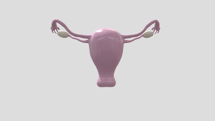 Ovaries 3D models - Sketchfab
