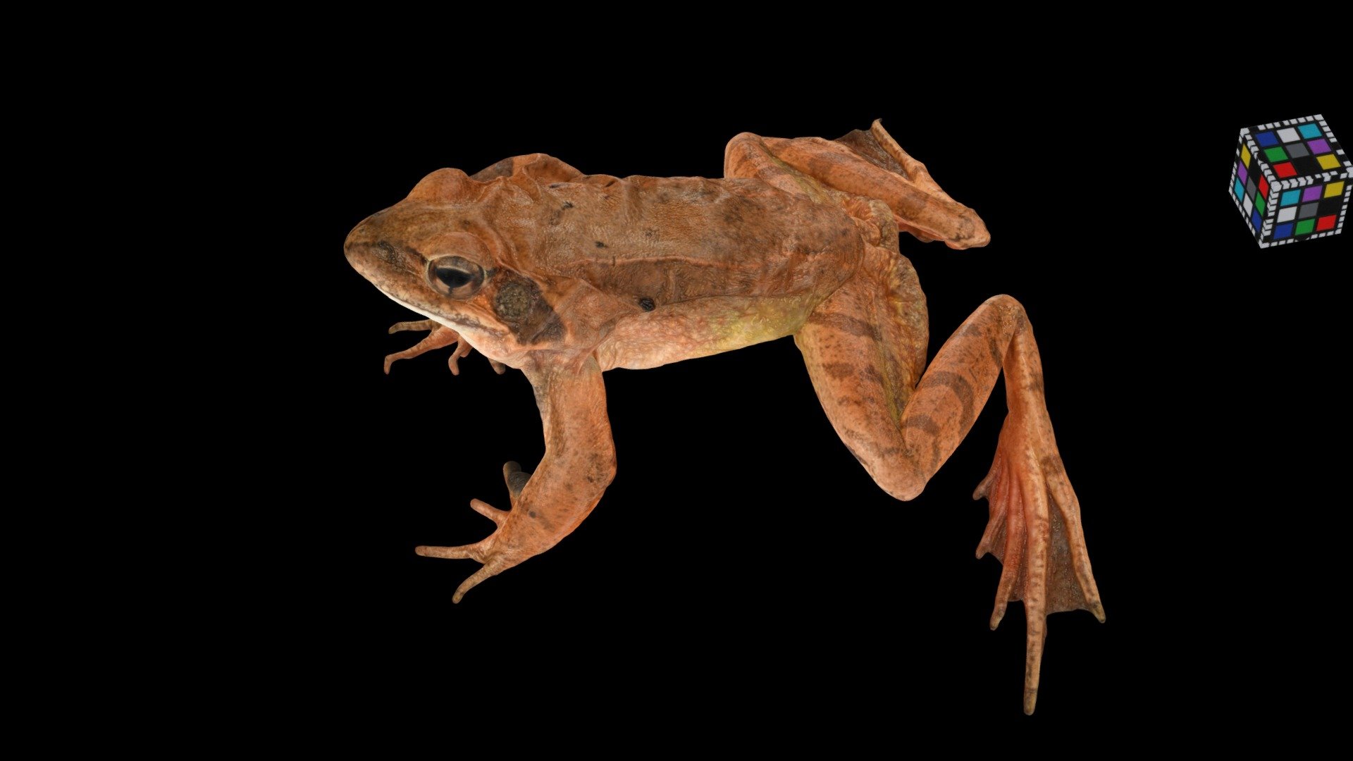 チョウセンヤマアカガエル 🐸 ♂ Ueno's Brown Frog, Rana uenoi - Download Free 3D model ...