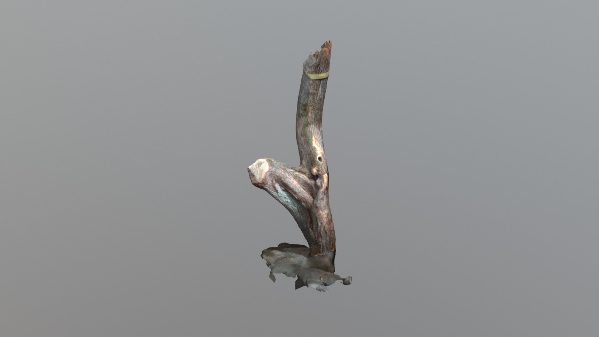 Winding Tree - Download Free 3D model by craigbro [dc9d712] - Sketchfab
