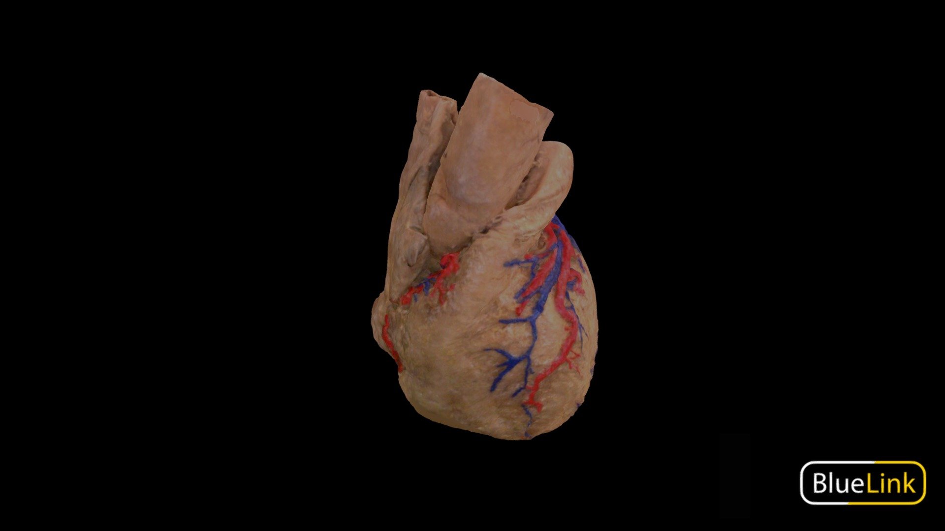 External Heart Vasculature - Labeled - 3D model by Bluelink Anatomy ...
