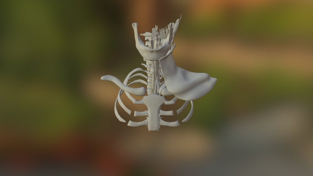 Neck Interior - 3D model by happyaaz [dcafb3e] - Sketchfab