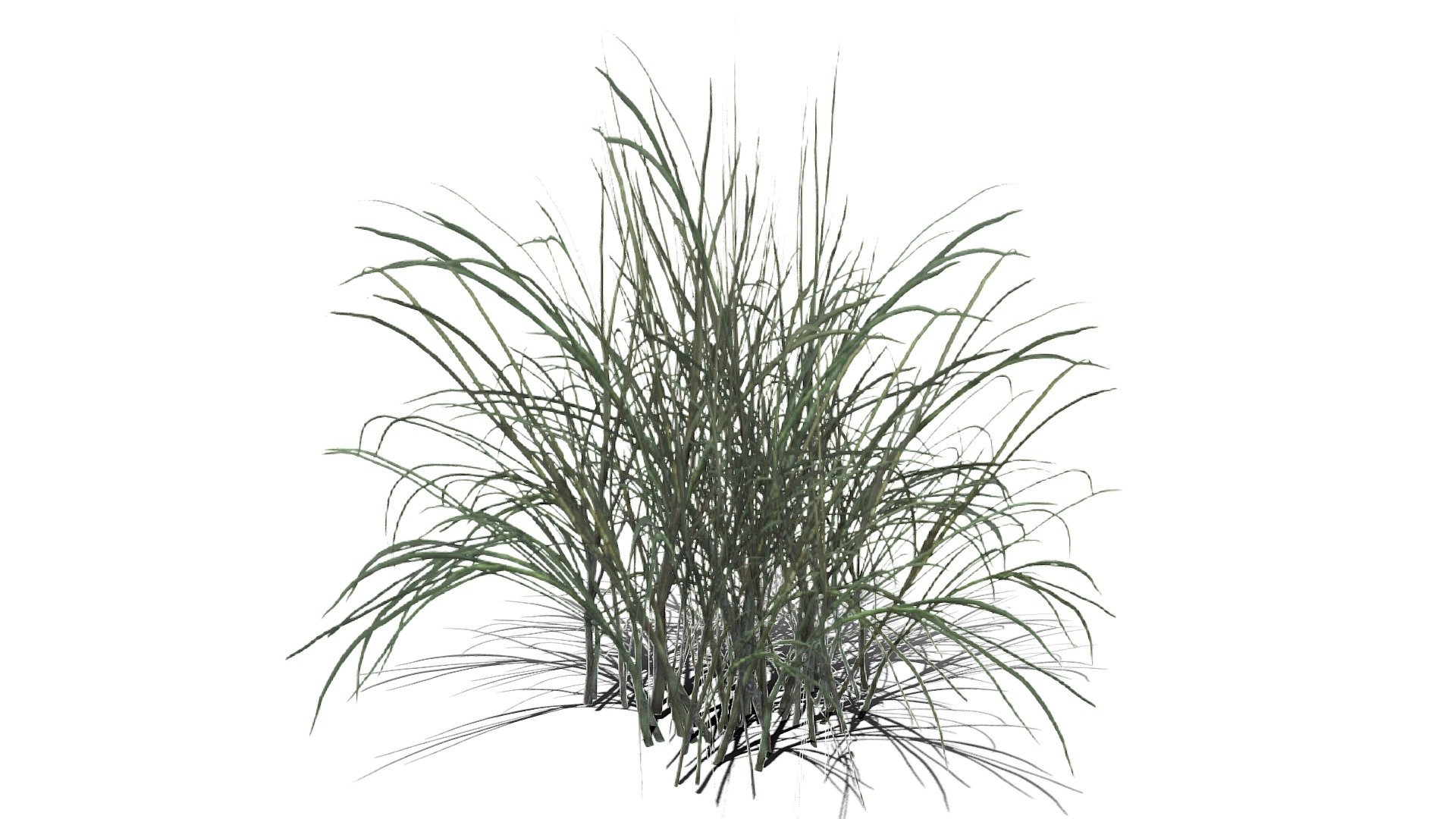 Grass / Grasses - Plants / Foliage - Buy Royalty Free 3D model by Studio Lab (@studiolab.dev ...
