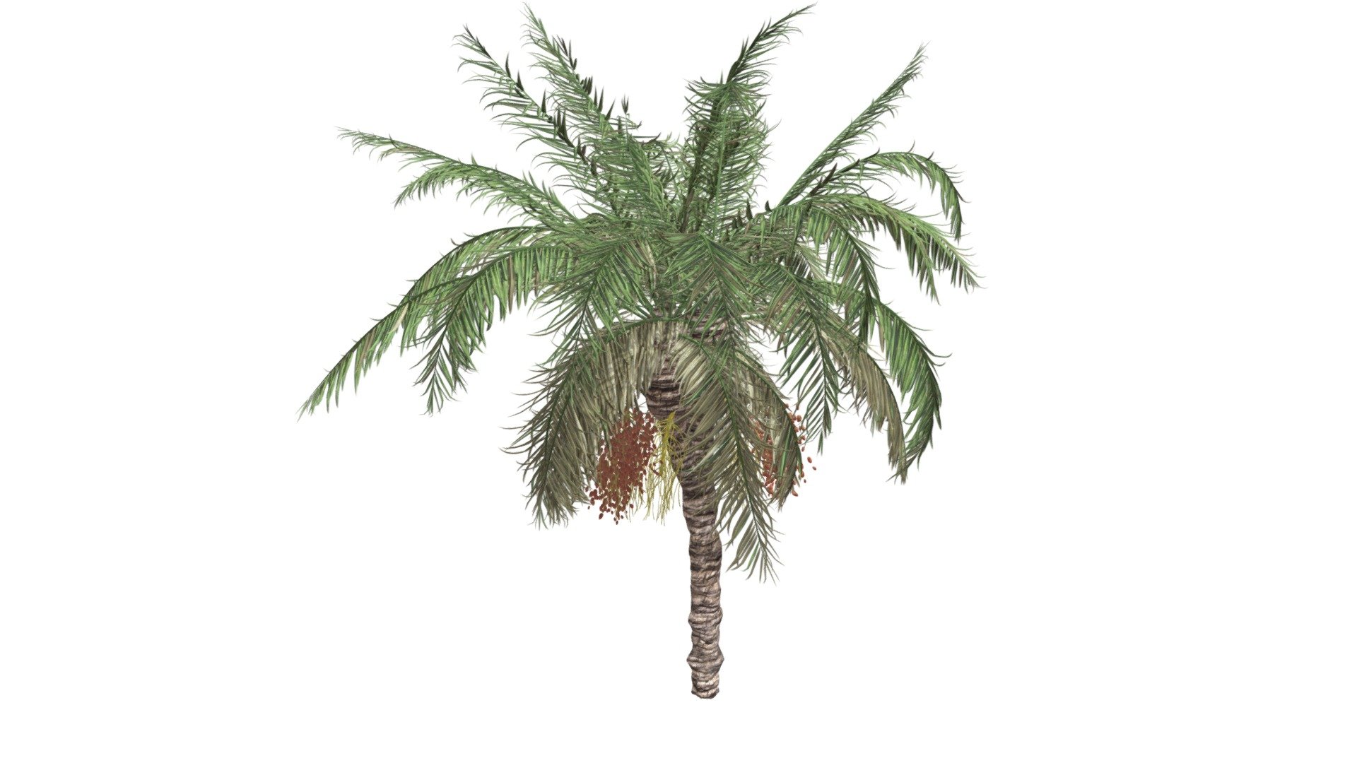 Date Palm Tree #08 - Buy Royalty Free 3D model by meshshape [dcb31e8 ...