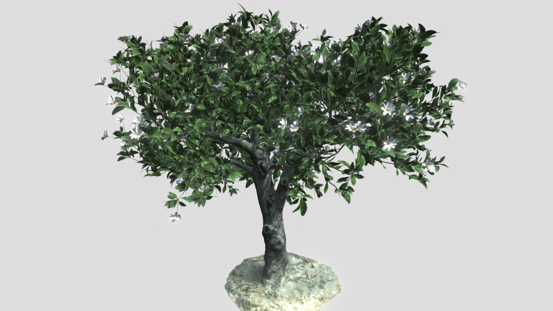 ficus nitida tree flowering - Buy Royalty Free 3D model by Gobotree-3D ...