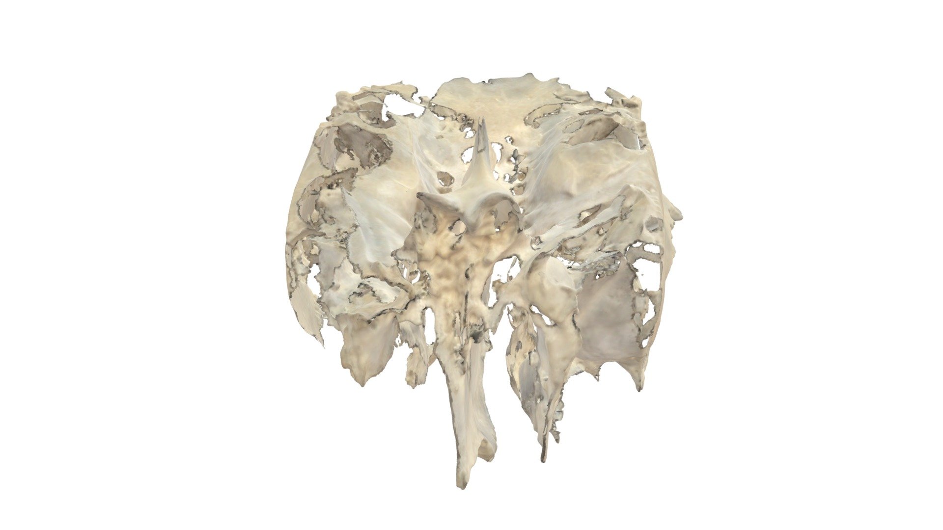 Os Ethmoidale - 3D model by Universiteit Antwerpen (@marjanmaldoy ...