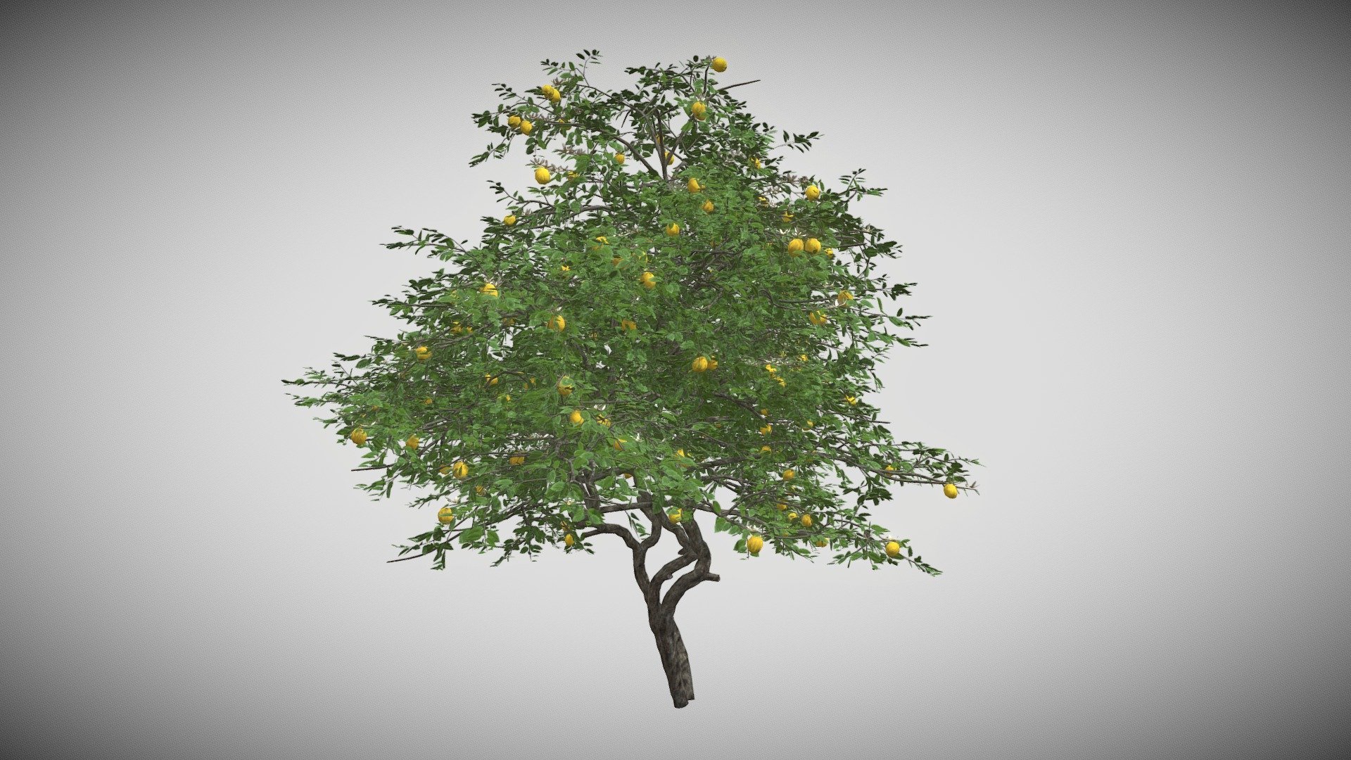 Lemon Fruit Tree - Buy Royalty Free 3D model by DATEC_Studio [dcb74bf ...
