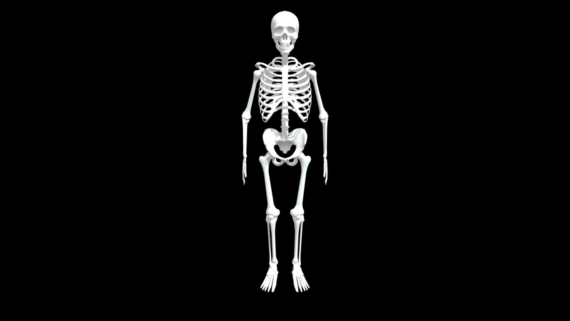 Skeleton - 3D model by LDI555 [dcbb6bd] - Sketchfab