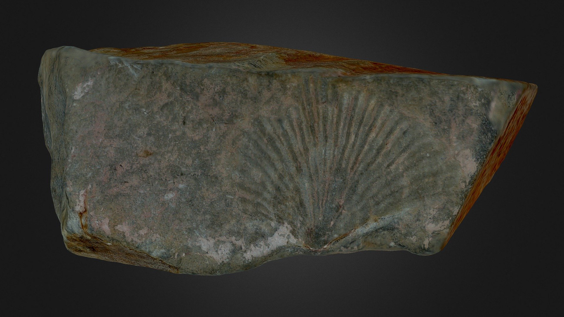 Halobia sp. - 3D model by paleontologiaudec [dcc0987] - Sketchfab