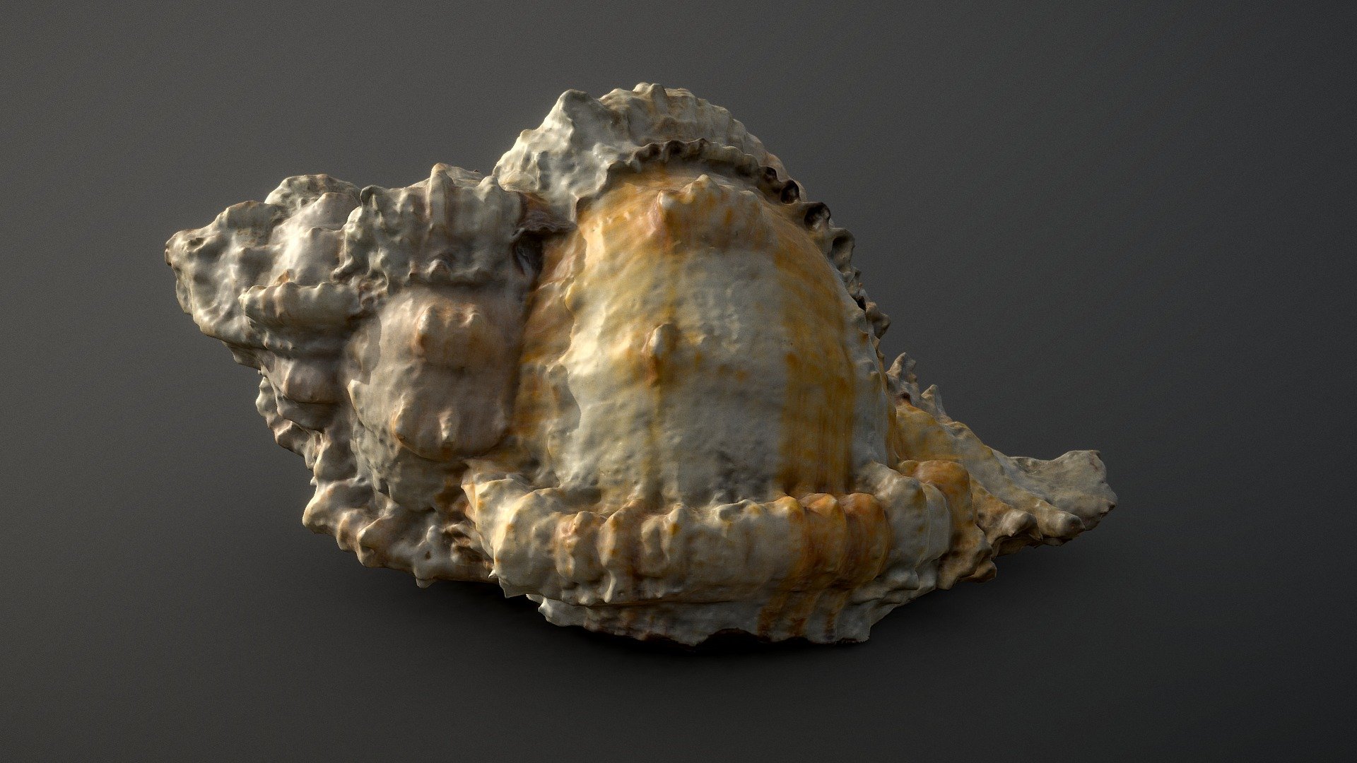 Concha escaneada - Photoscaned Seashell - Buy Royalty Free 3D model by ...