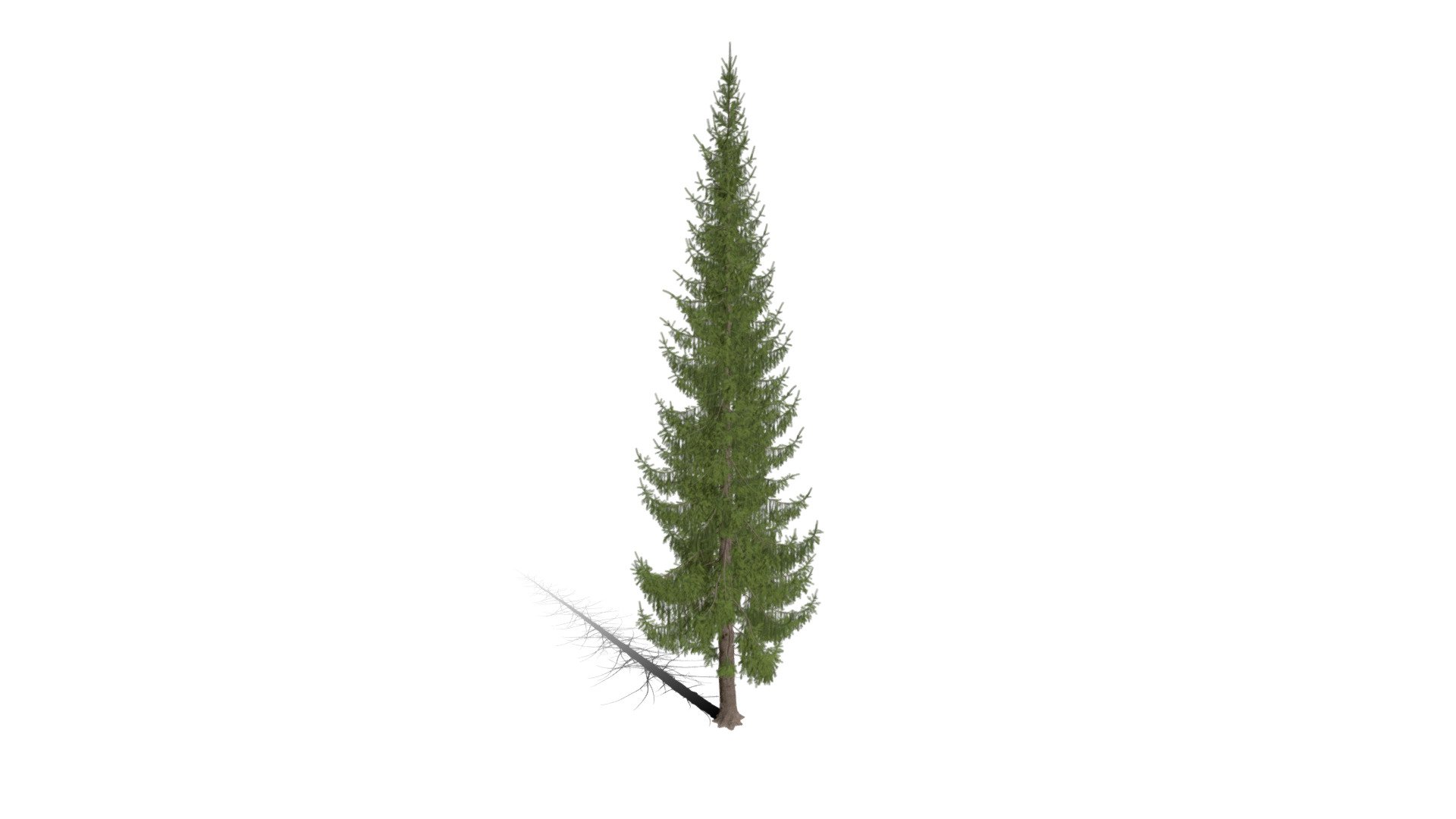 Realistic HD Norway spruce (10/43) - Download Free 3D model by ...