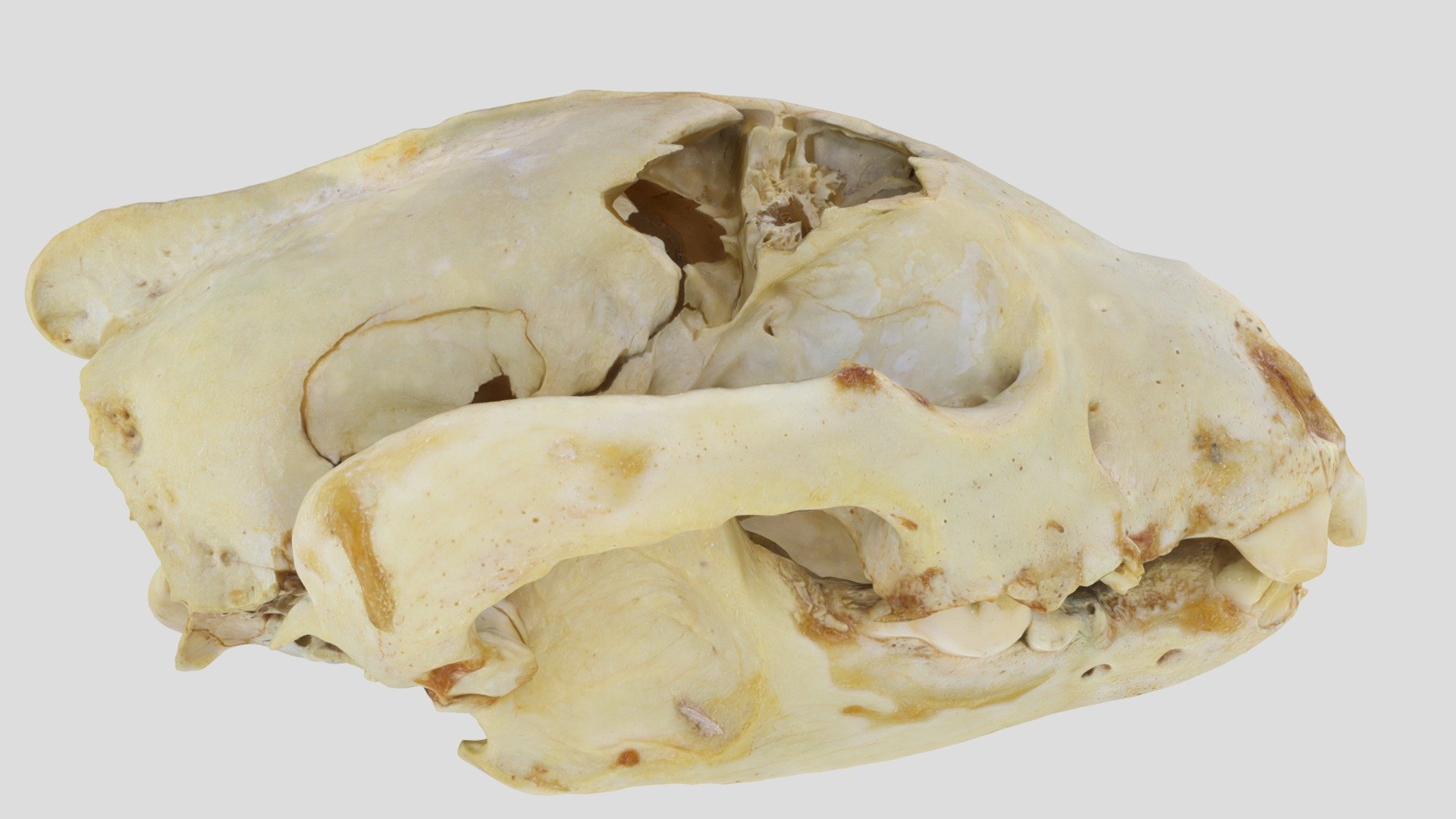 UWYMV:Mamm:6288, Gulo gulo luscus, Skull - Download Free 3D model by ...