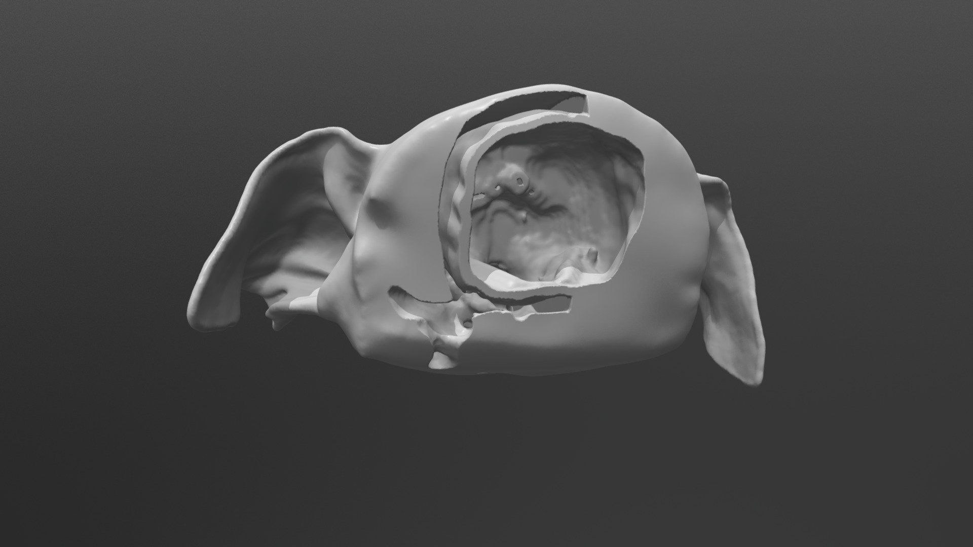 Canine Ear Trainer02 - 3D model by Pixelbeaker [dcc7900] - Sketchfab