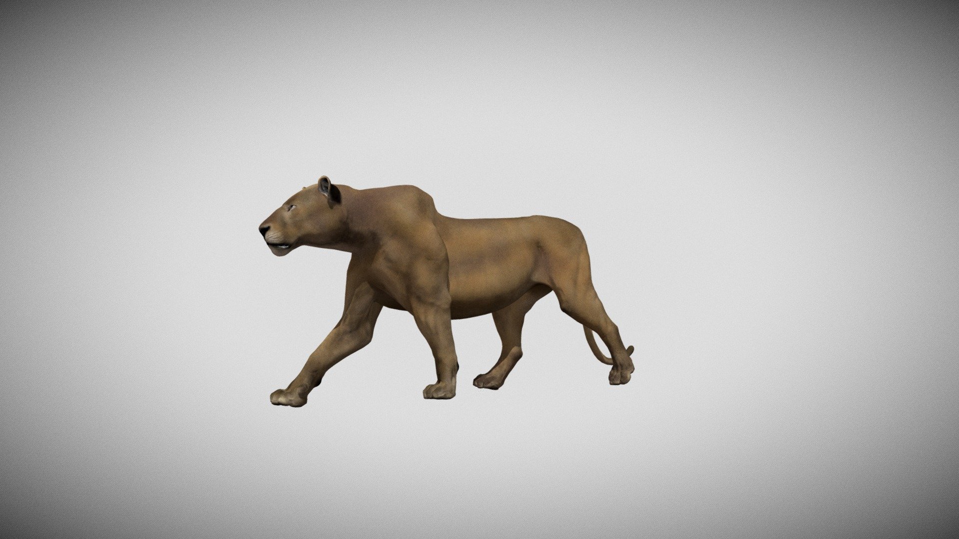 Lion walk cycle on place - Download Free 3D model by Amitesh Nandan ...