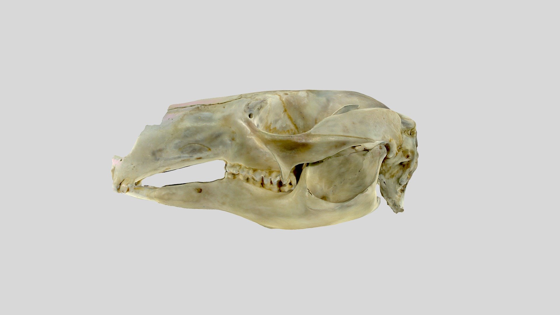 Wallaby skull - Annotated - 3D model by rvcanatomy [dccba1f] - Sketchfab
