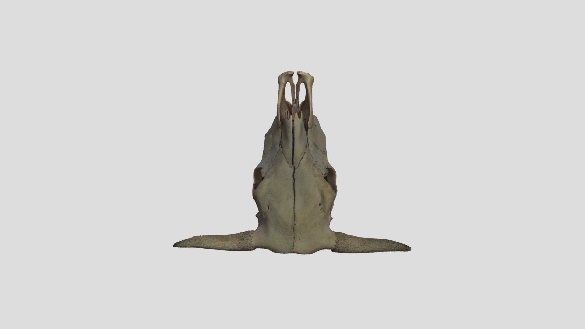 ULTRA REALISTIC 3D MODEL OF BOVINE SKULL - 3D model by vetsnotes ...