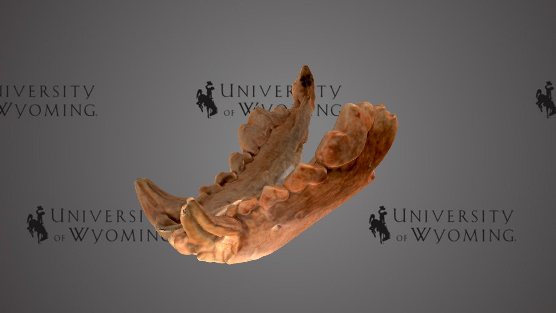 UW6136 - Gulo gulo, Lower Jaw - Download Free 3D model by University of ...