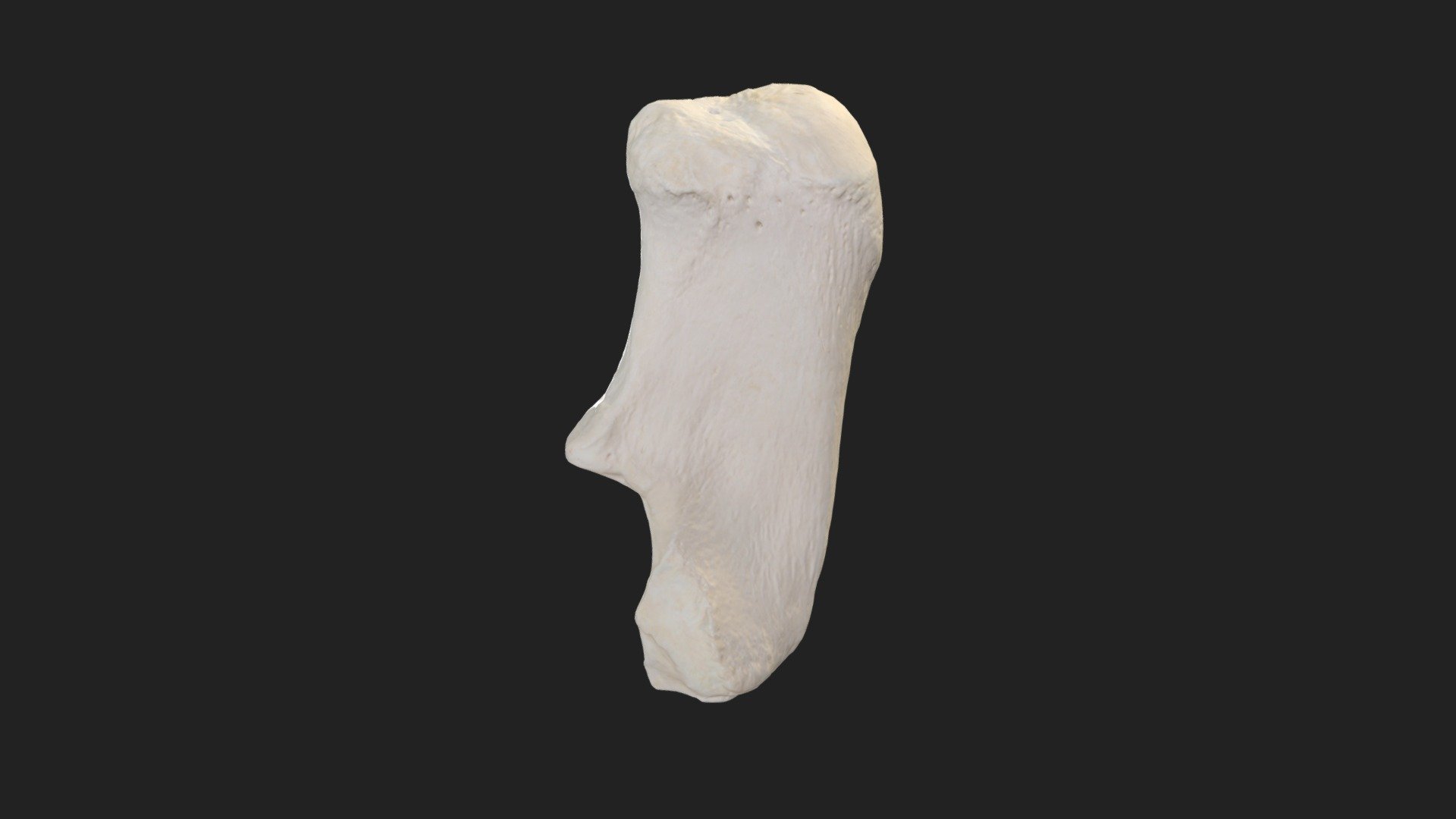 heel bone (calcaneus) horse - Download Free 3D model by vetanatMunich ...