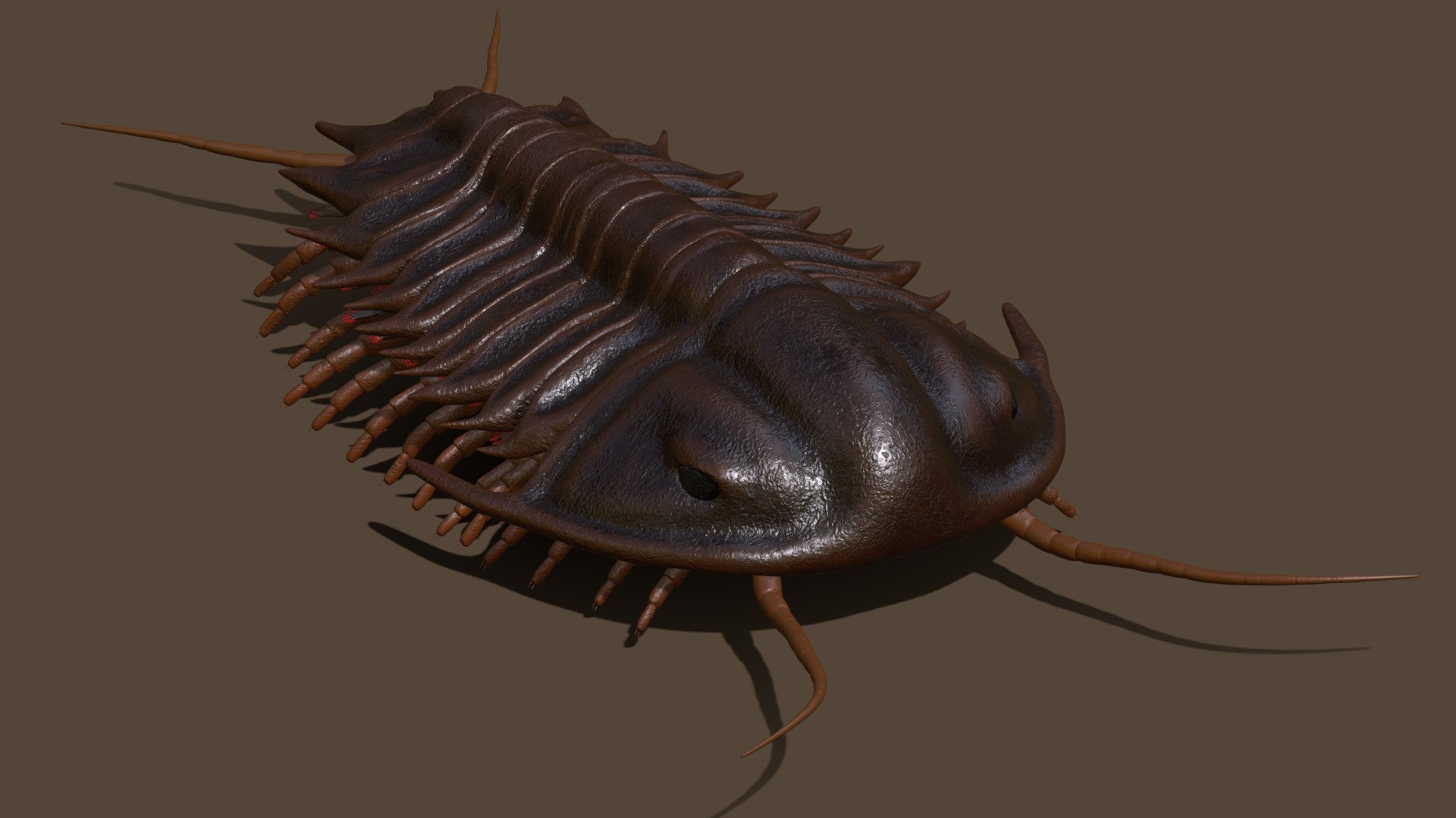 Trilobite (Olenoides Serratus) - Buy Royalty Free 3D model by AH ...