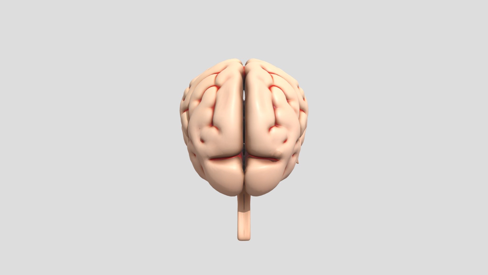 Realistic human brain model - 3D model by p98353726 [dce3a65] - Sketchfab