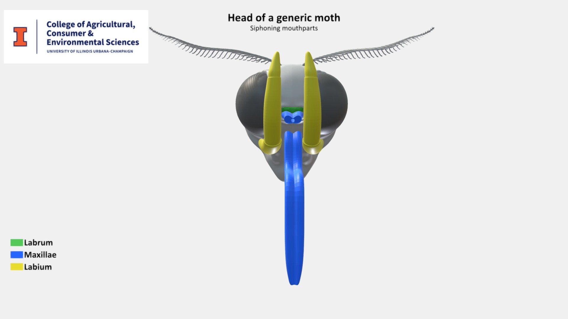 Generic moth mouthparts - 3D model by Yony T. Callohuari (@ycallohuari ...
