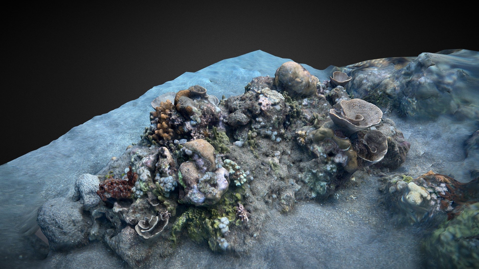 Underwater scan - Corals - 3D model by David Vereš (@DEJVDOU) [dce92ce ...
