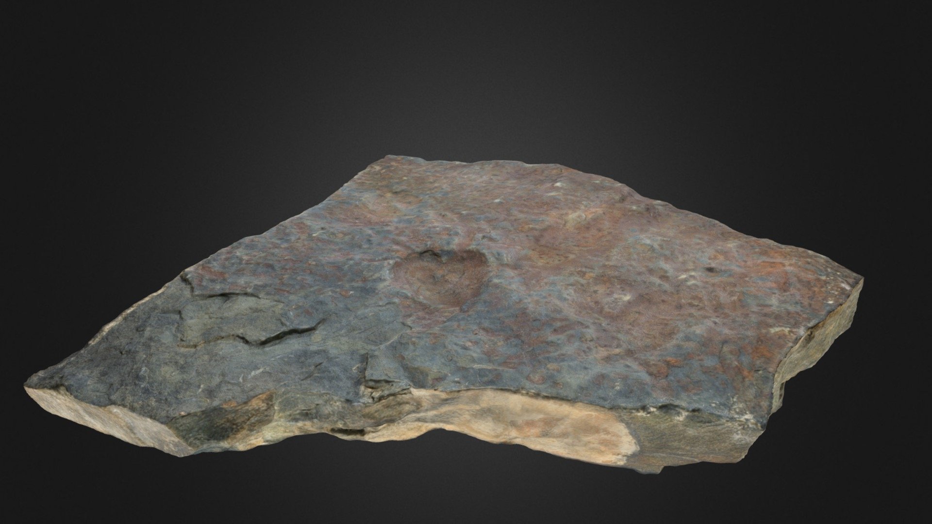 Rusophycus and Planolites on sandstone slab - Download Free 3D model by ...