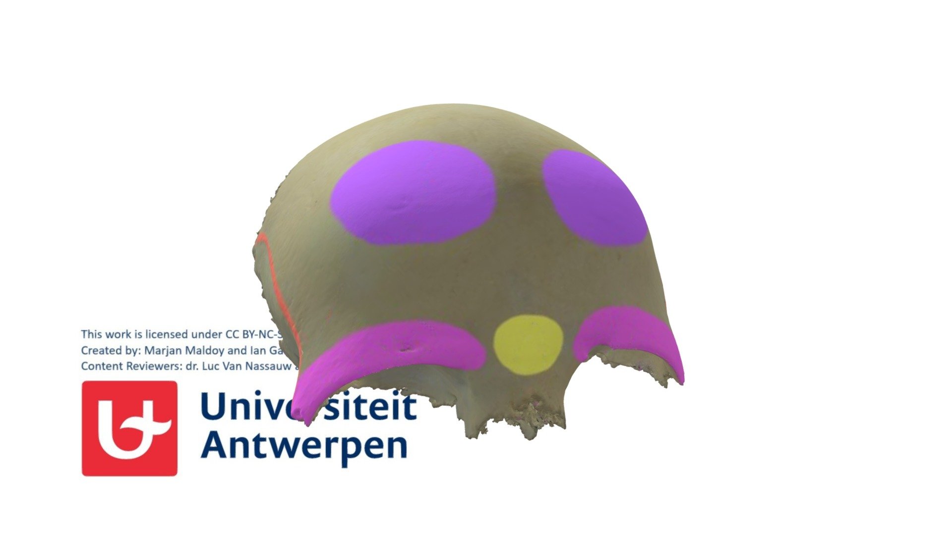 os frontale - squama frontalis - 3D model by Universiteit Antwerpen ...