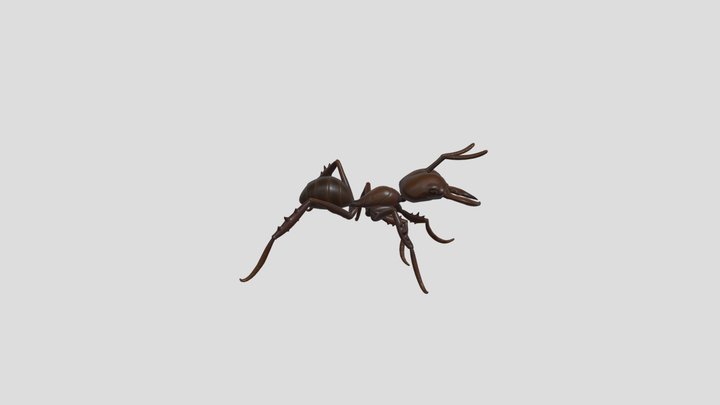 Ant 3D models - Sketchfab