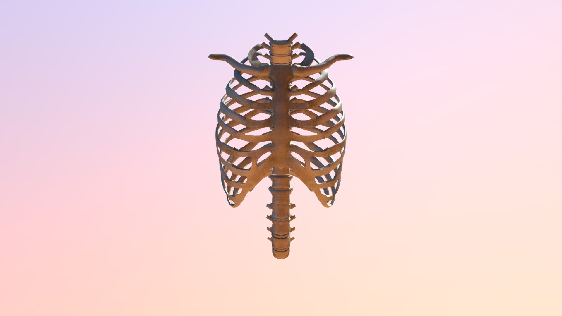 Ribcage - 3D model by Virtual Reality (@simulanis) [dd02186] - Sketchfab
