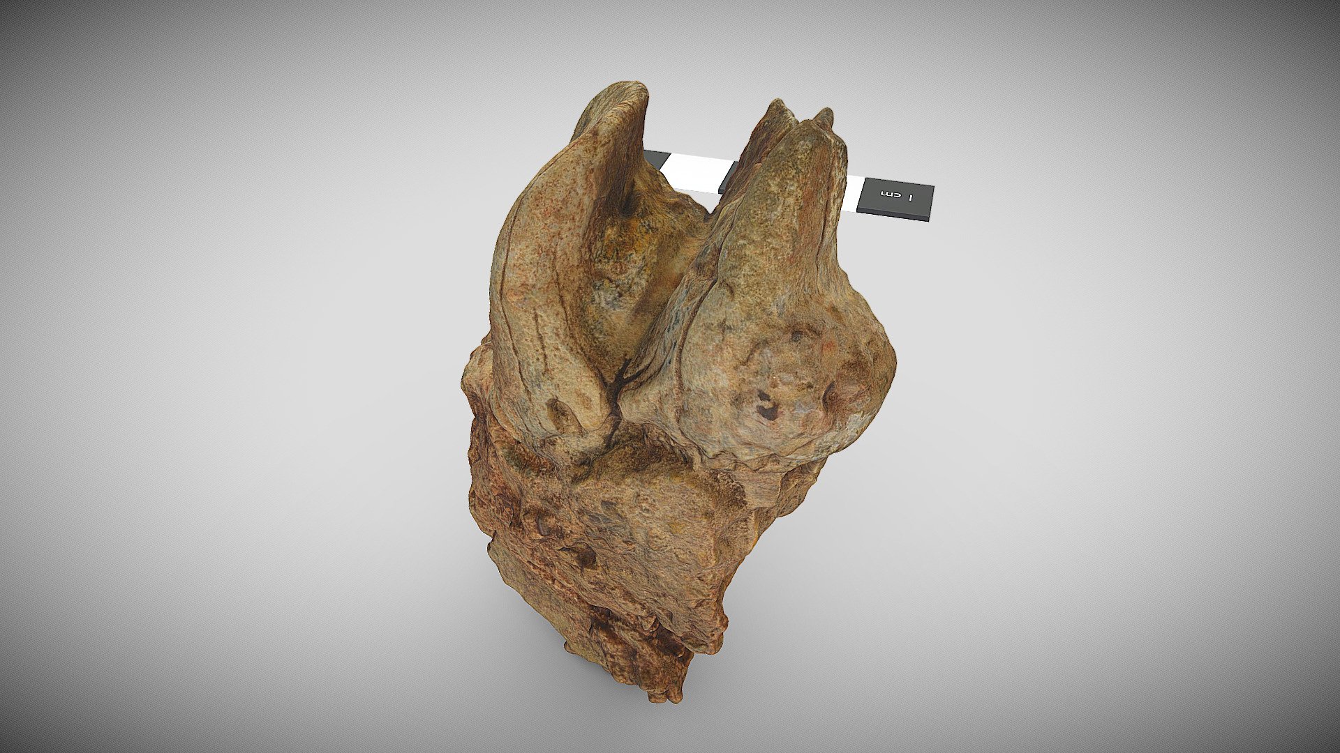 Diprotodon molar tooth - 3D model by UQ School of Earth and ...