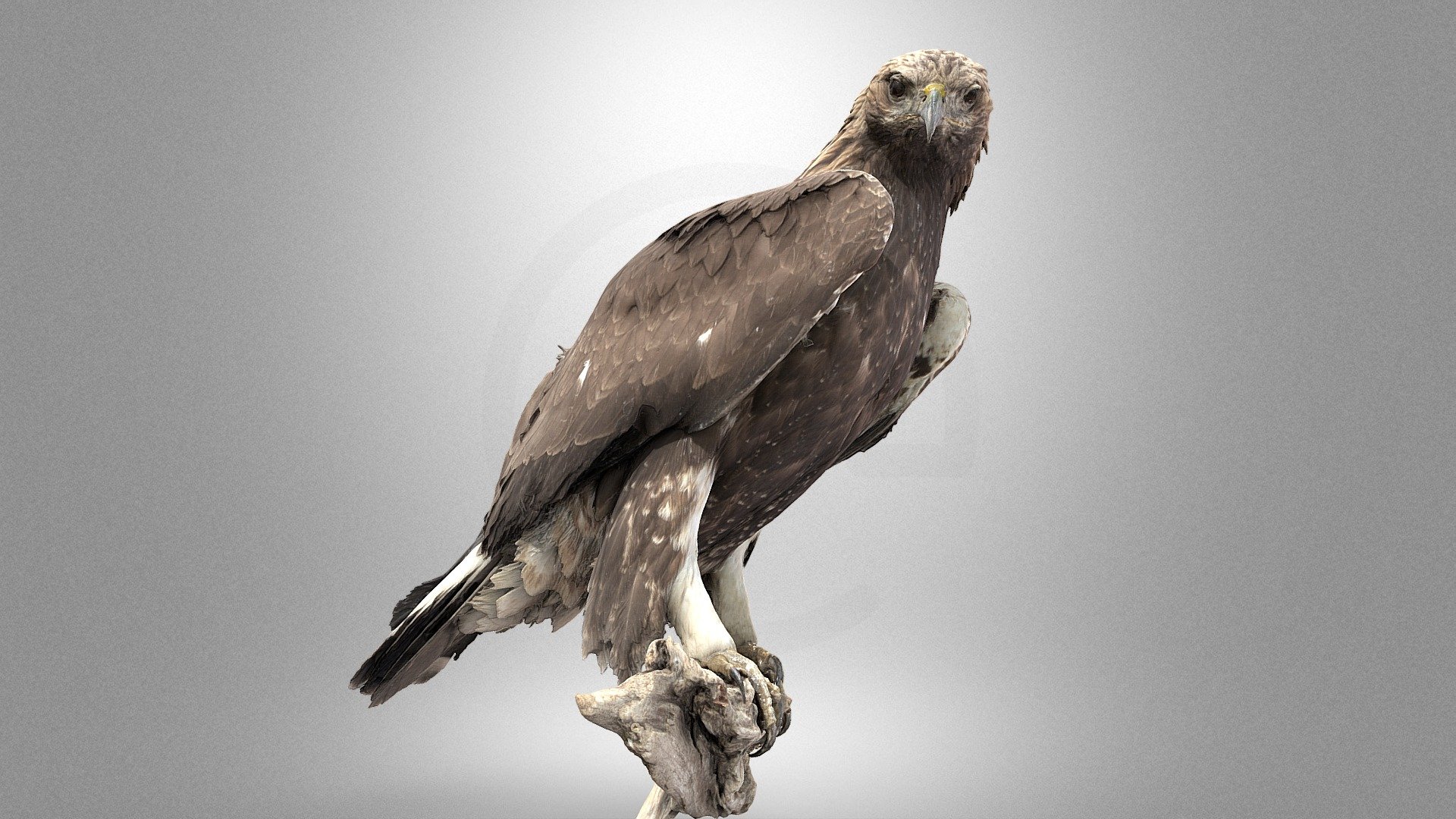 Golden eagle - Download Free 3D model by Virtual Museums of Małopolska ...