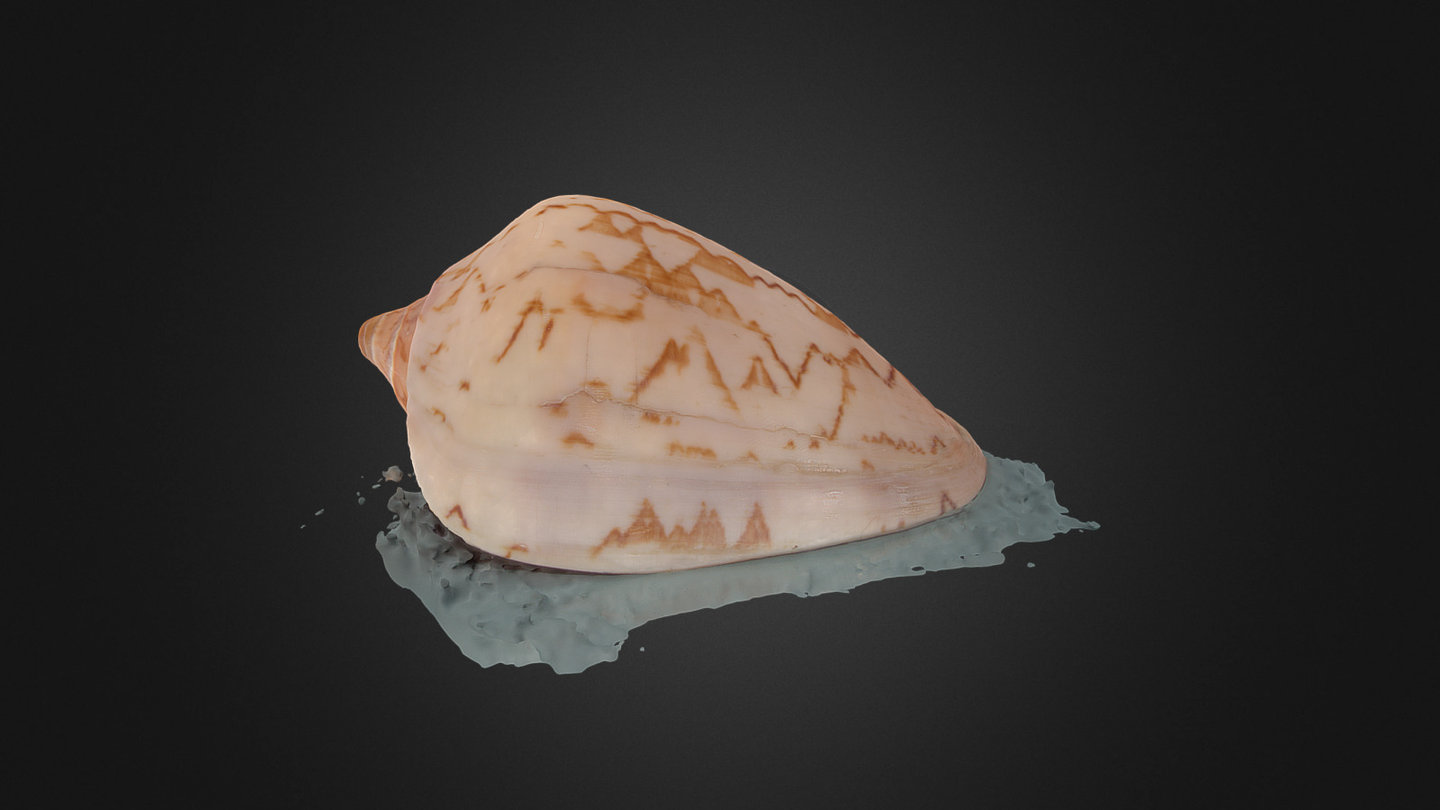 Seashell v.1 - 3D model by pervypirate [dd0748d] - Sketchfab