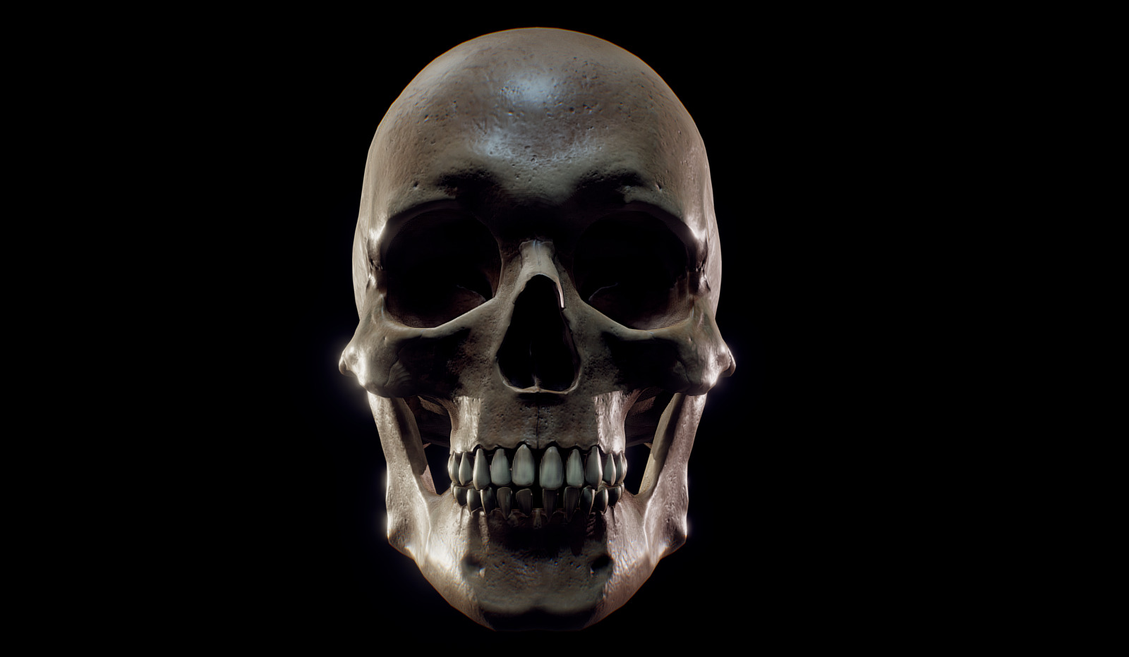 Skull Study - Final - 3D model by JC (@volumic) [dd08934] - Sketchfab
