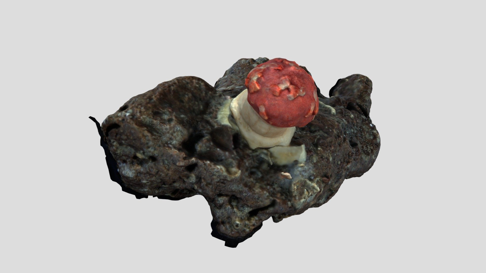 Alcyonium variabile (J.S. Thomson, 1921) 變異冠形軟珊瑚 - Download Free 3D ...