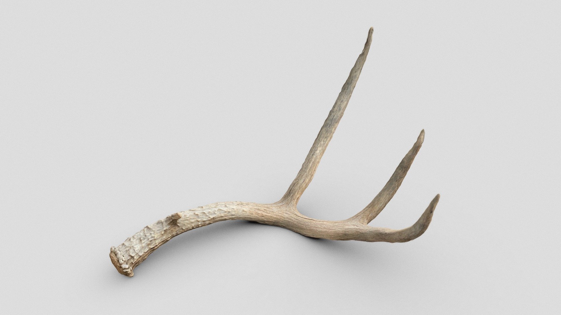 Deer horn - Download Free 3D model by alban [dd10209] - Sketchfab