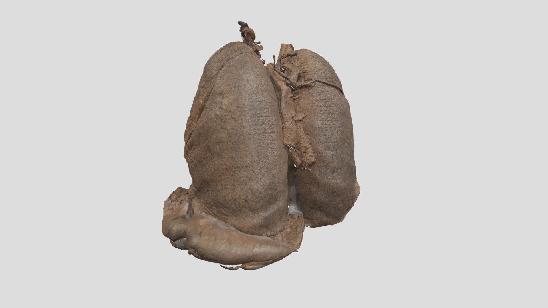 Human Heart and Lungs Enbloc - Download Free 3D model by CU Modern ...