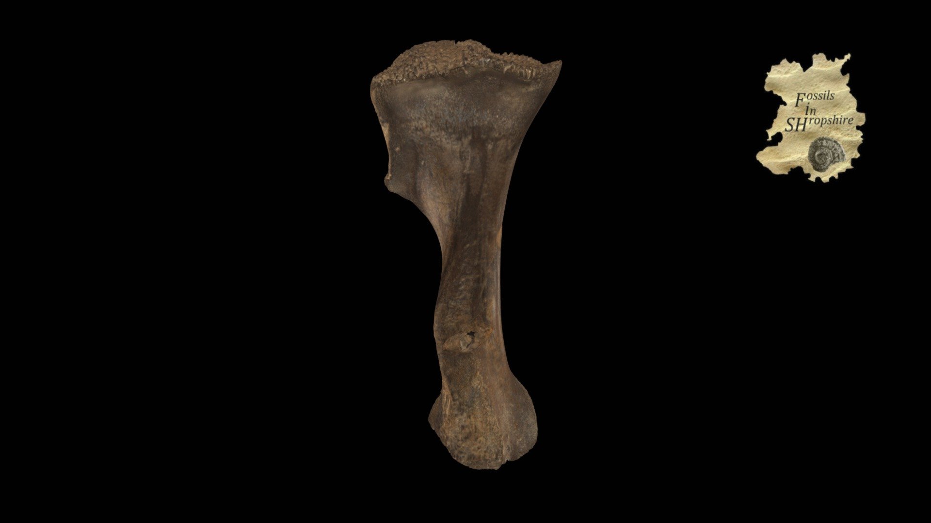 Mammoth - Juvenile humerus - Download Free 3D model by Fossils in ...