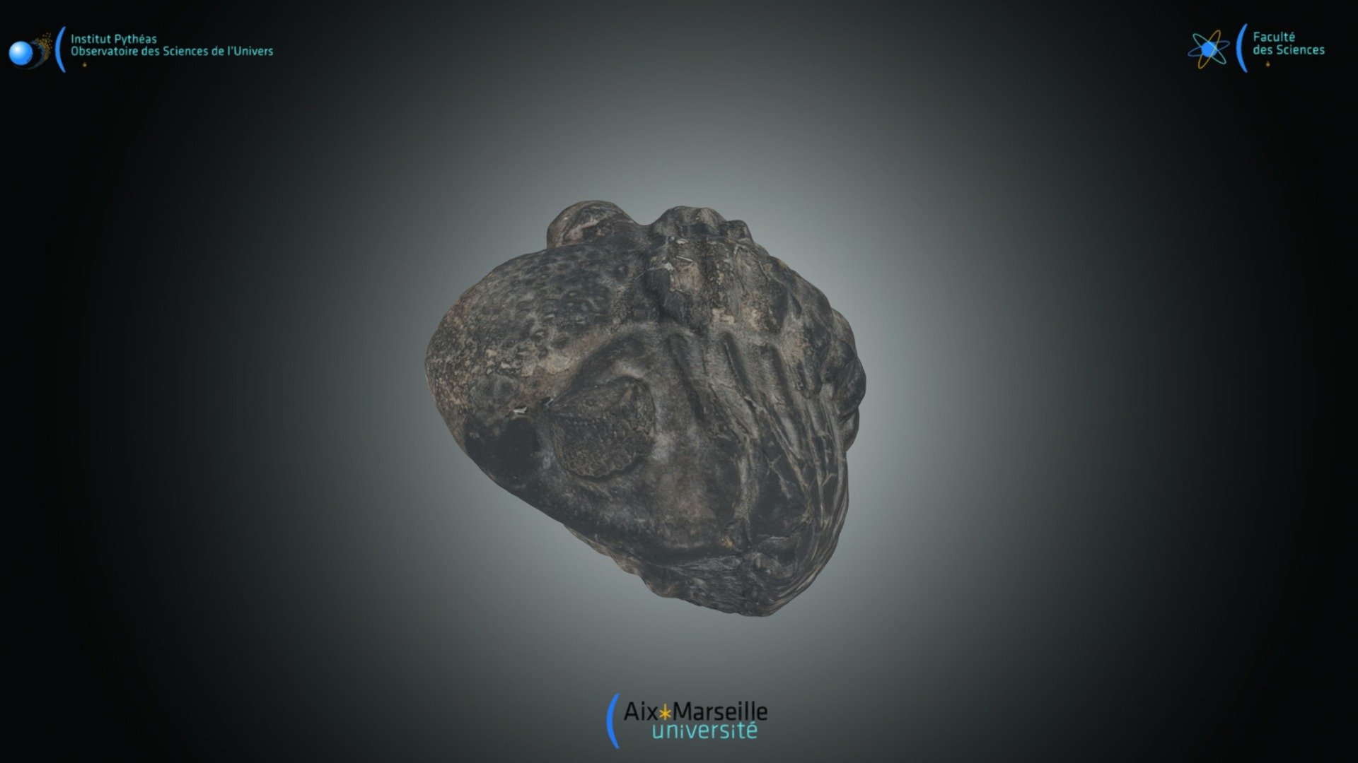 Trilobite - Phacops africanus - Download Free 3D model by Secteur ...