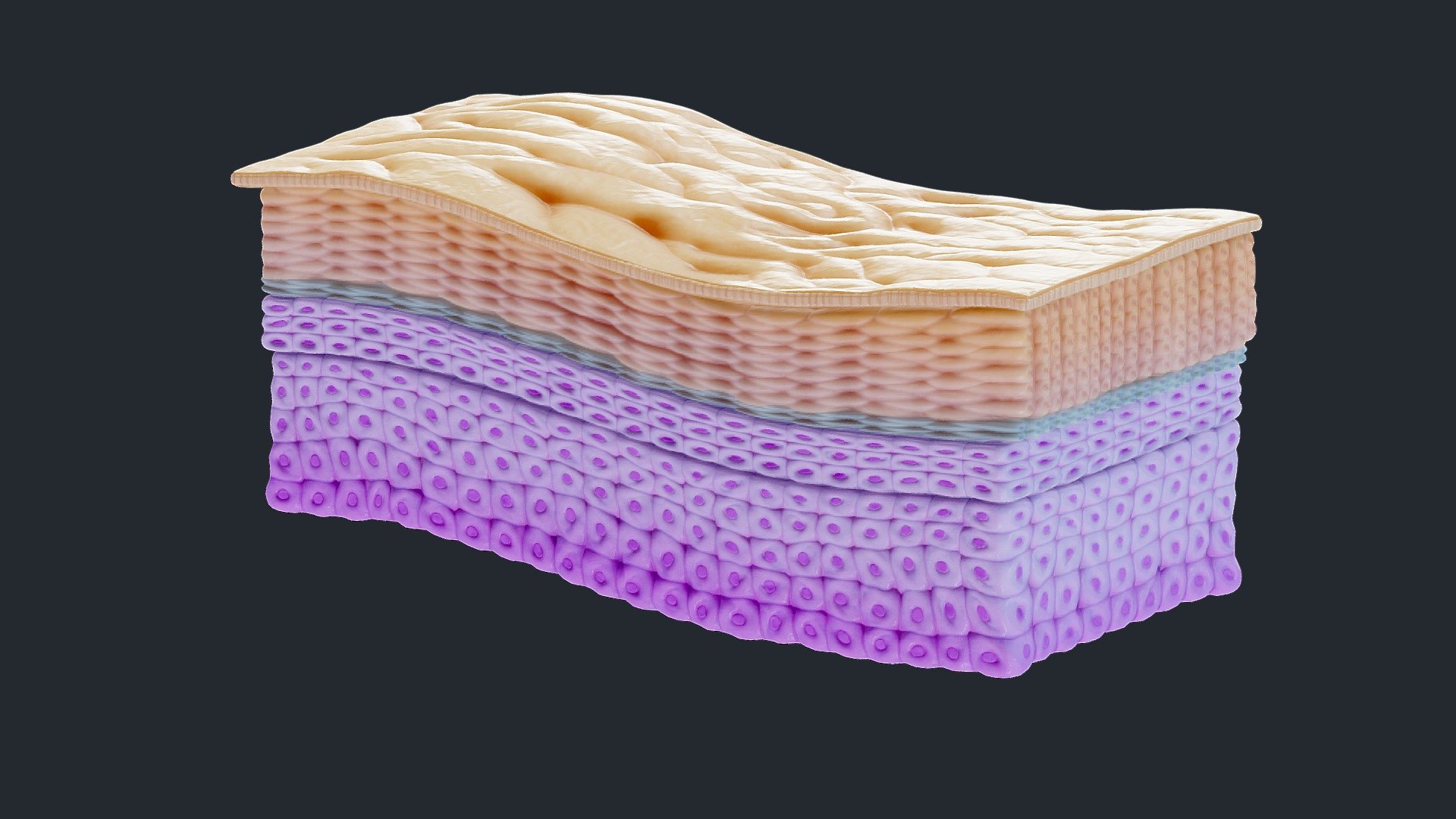 Epidermis Cross Section - Buy Royalty Free 3D model by zames1992 [dd24b7e] - Sketchfab Store