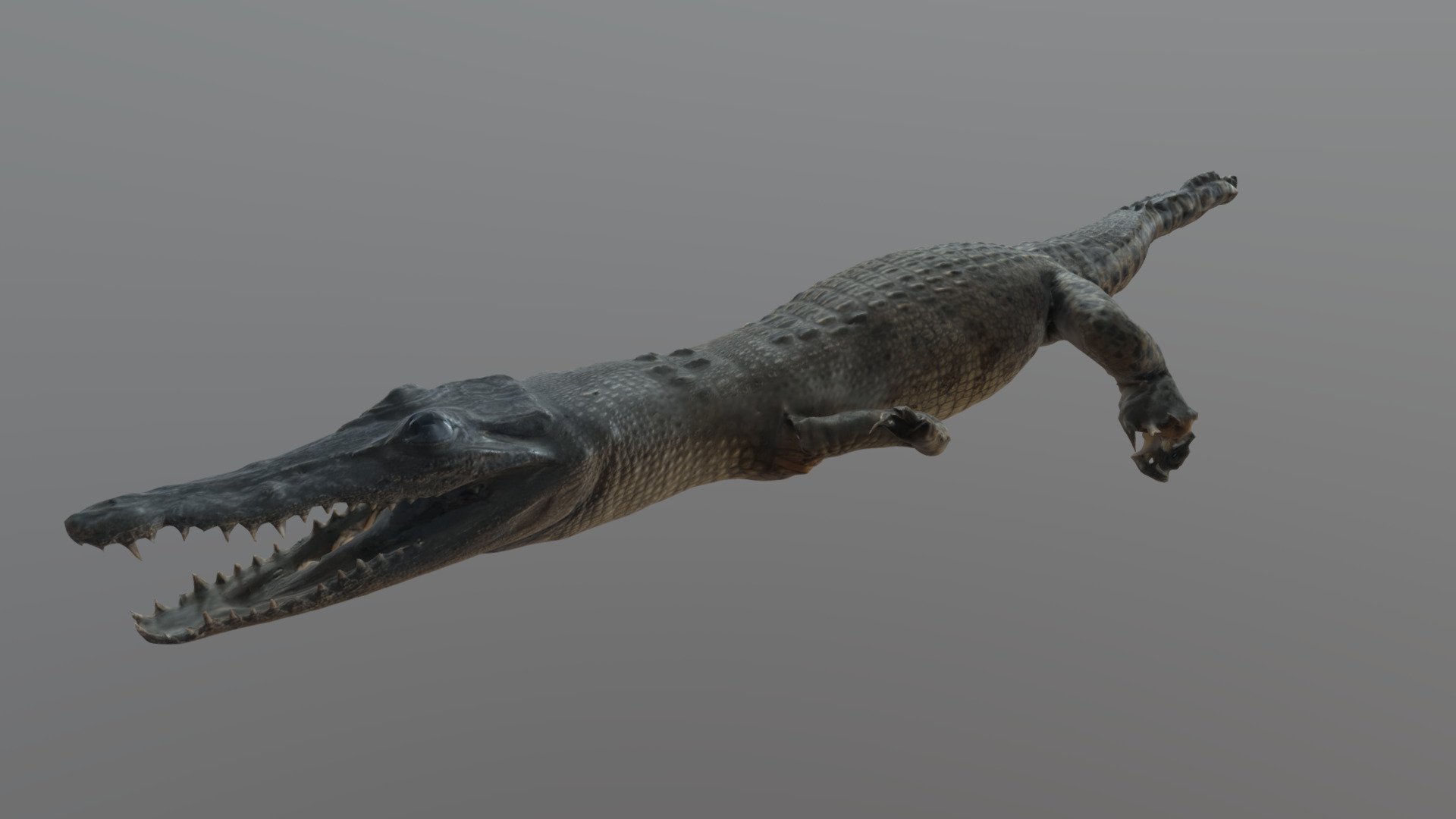 CaÏman HD - Download Free 3D model by Tavernier Amaury (@svtavernier ...
