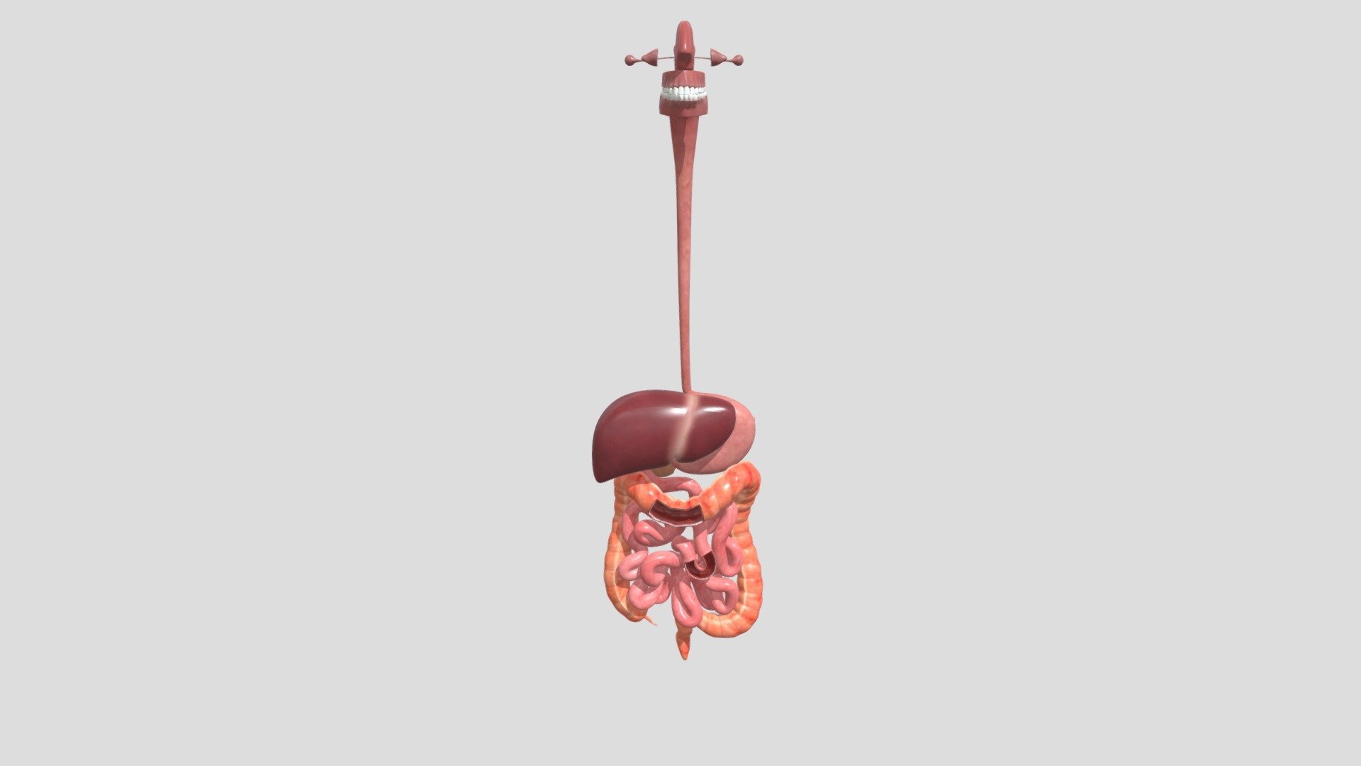 Human Digestive System - 3D model by satheesh3dgeneralist [dd29fb0 ...