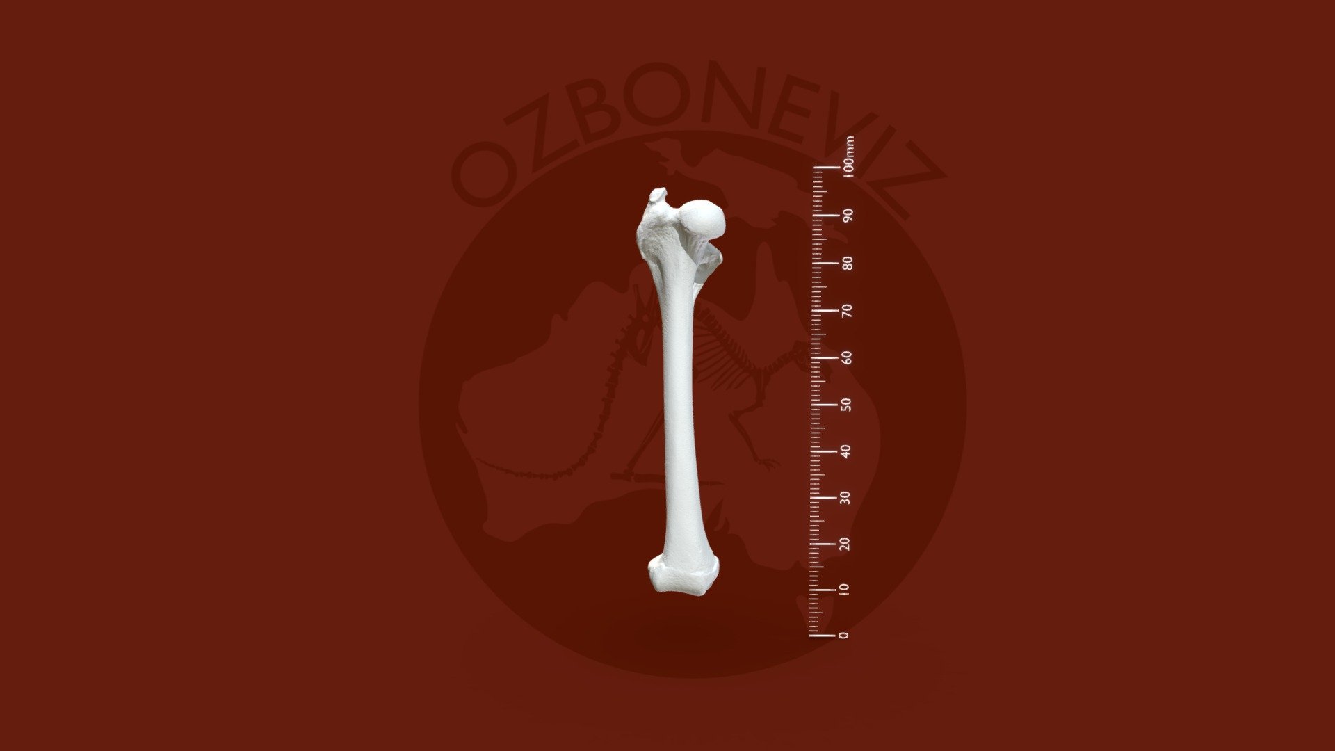 Common brushtail possum femur - 3D model by Ozboneviz [dd2d8b9] - Sketchfab