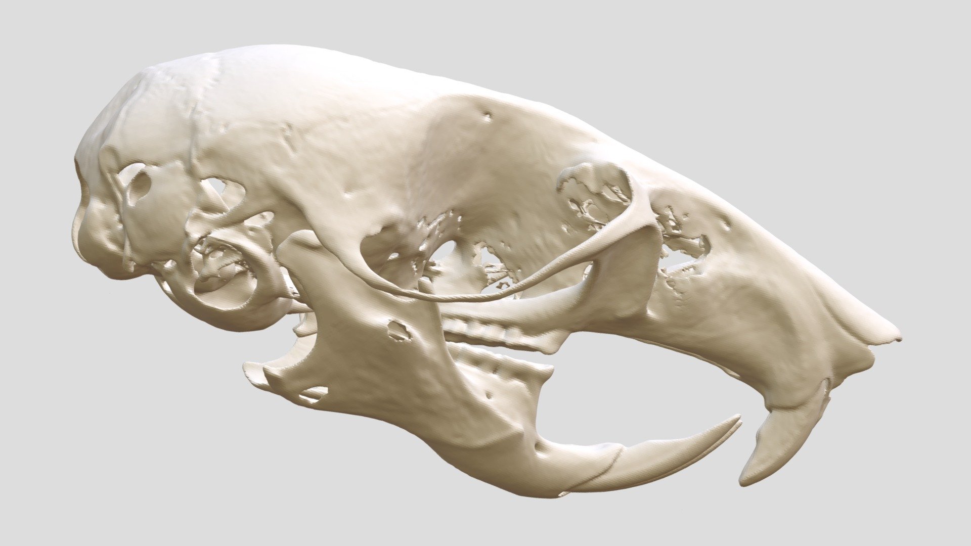 Peromyscus maniculatus rufinus (MSB:Mamm:54563) - 3D model by ...
