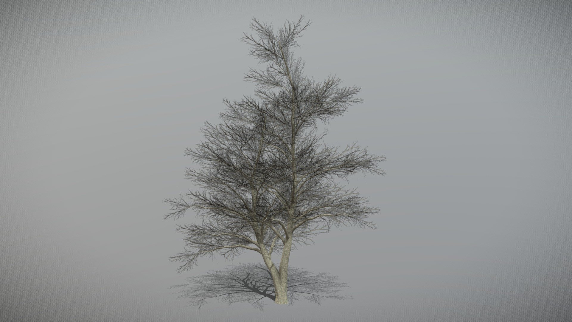 Dry Tree 1 (Animated Tree) - Buy Royalty Free 3D model by bsp [dd37725 ...