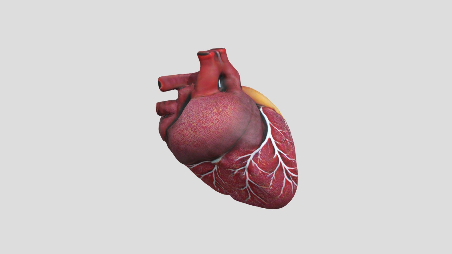 biological heart - Download Free 3D model by Spiketus [dd37e00] - Sketchfab
